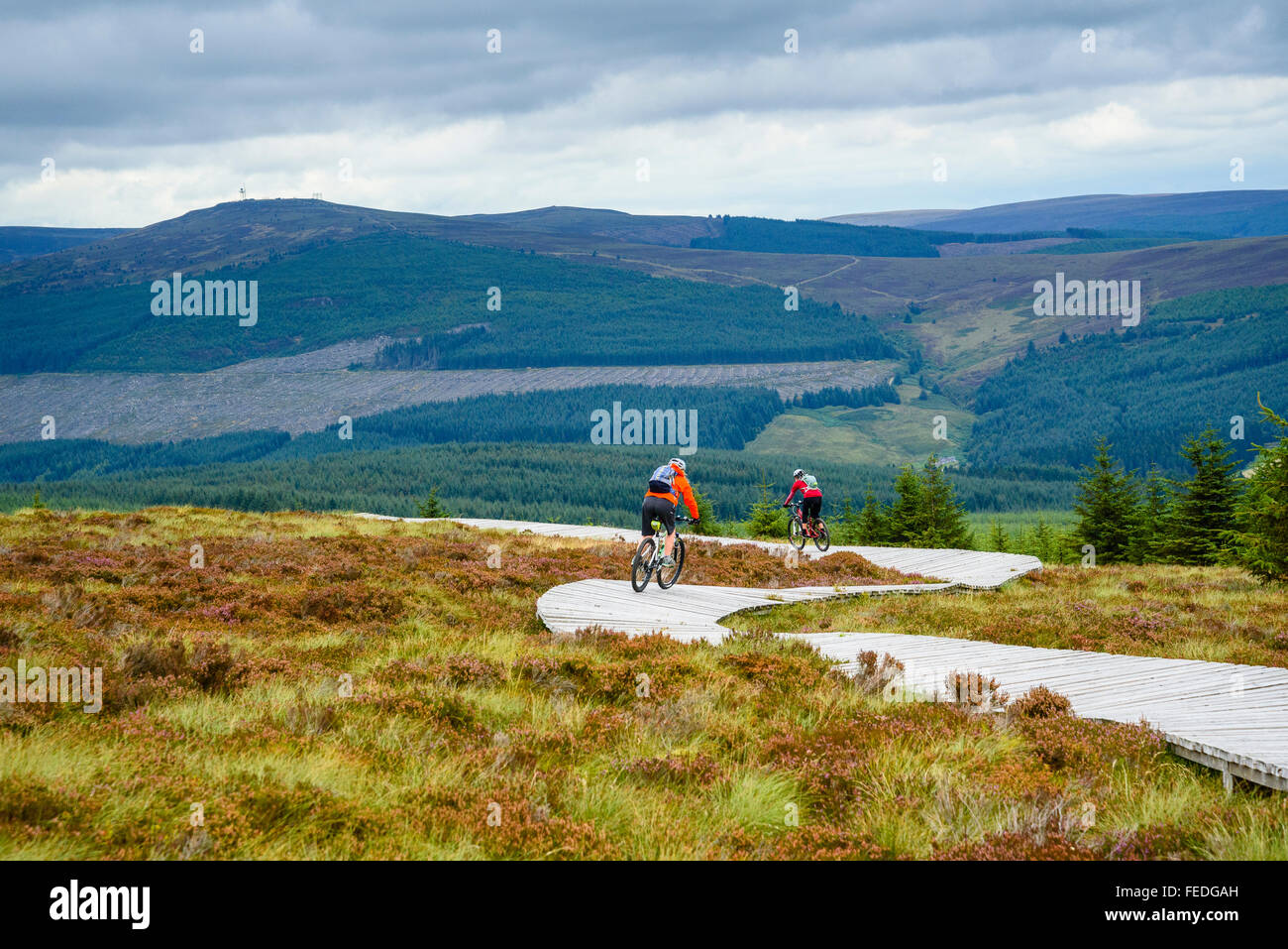 Mountain bikers on boardwalk on Lonesome Pine Trail in Kielder Forest ...