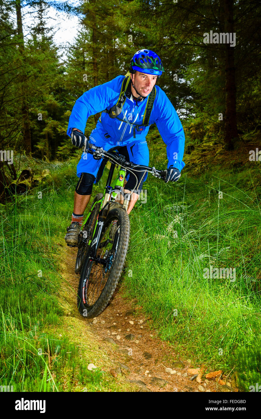 Mountain biker on Lonesome Pine Trail in Kielder Forest Park ...