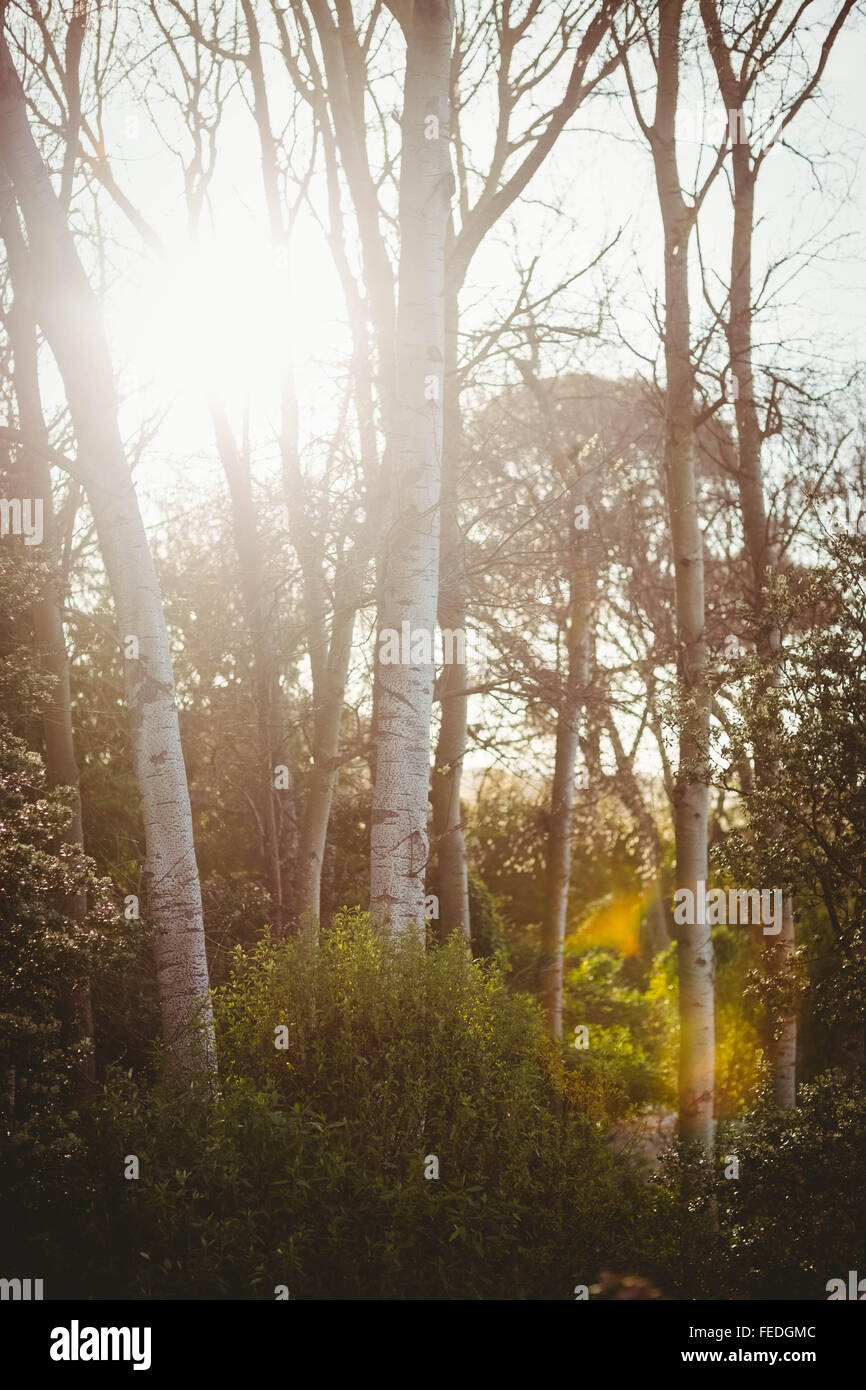Tress in woods Stock Photo - Alamy