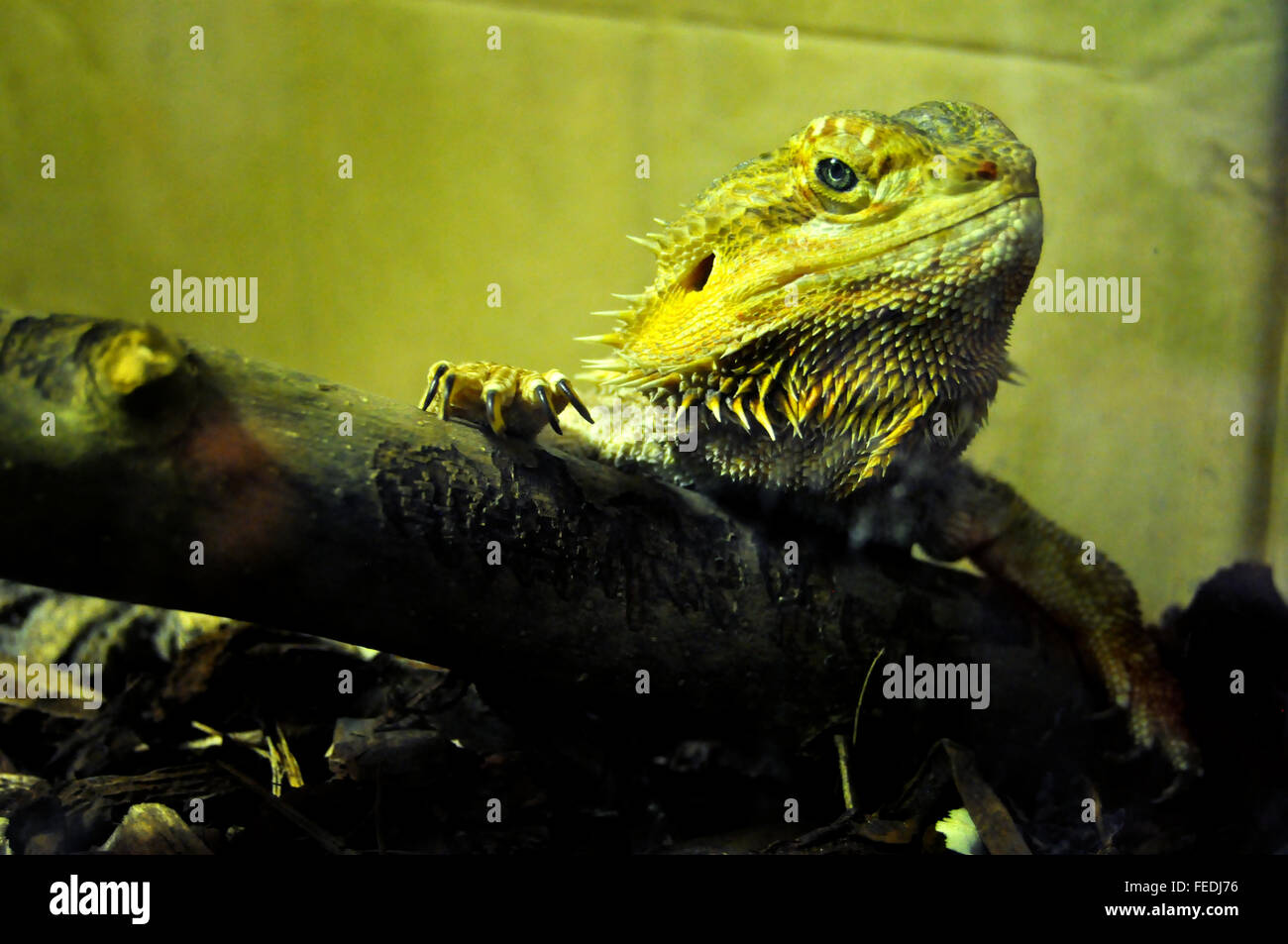 Australian Bearded Dragon lizard Stock Photo - Alamy