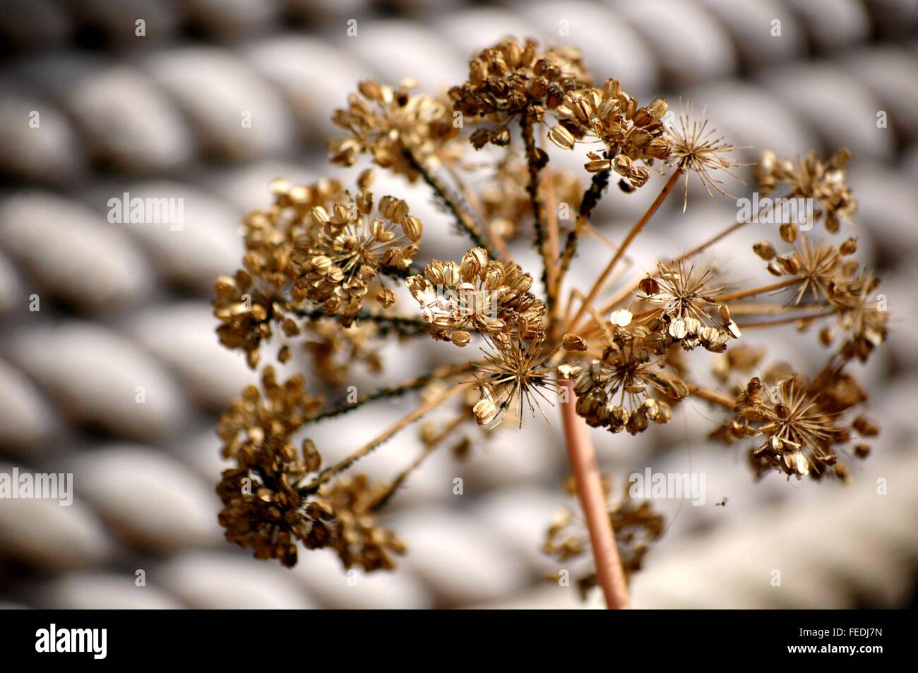 Dried out hi-res stock photography and images - Alamy