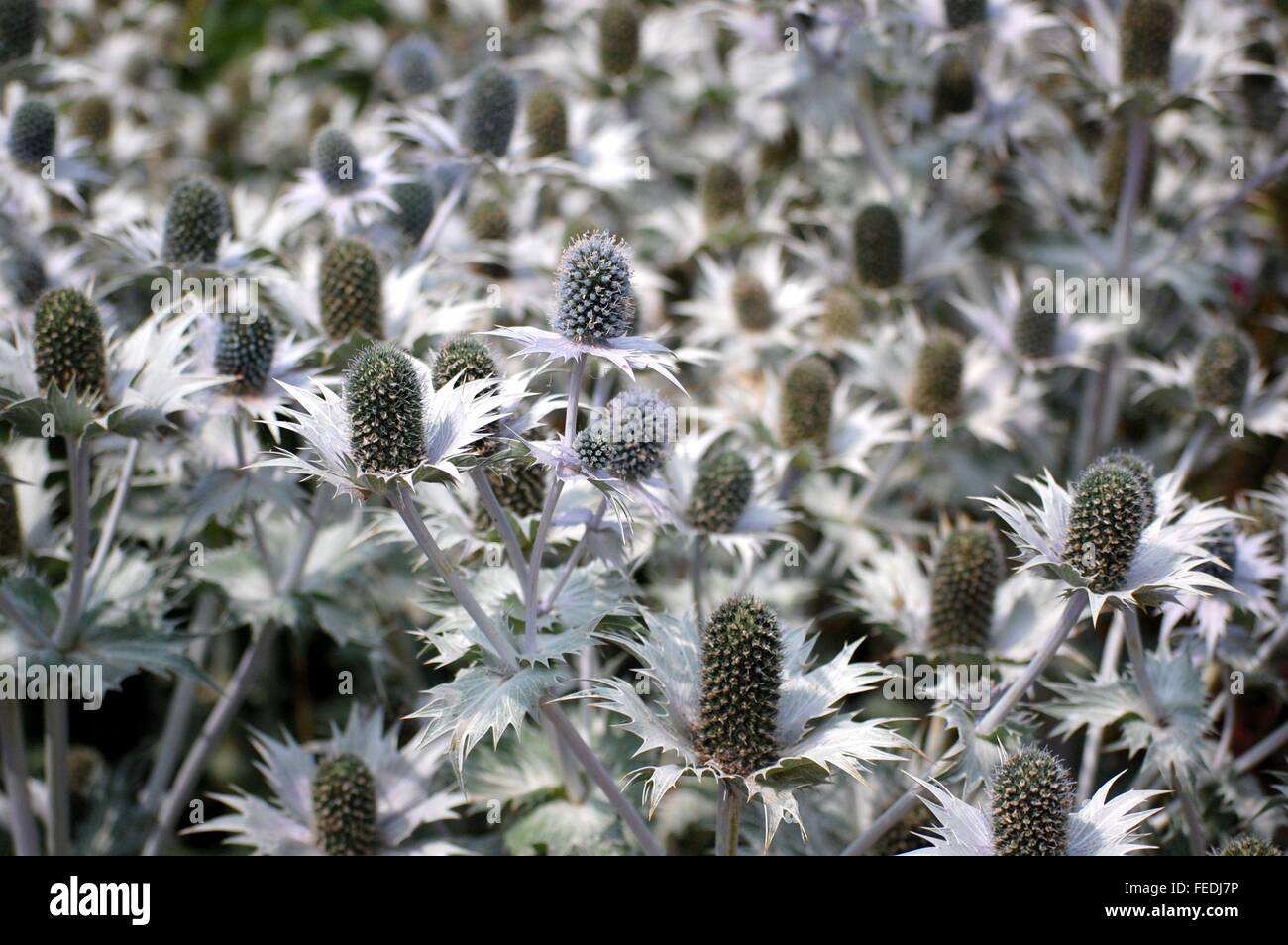 British thistle eryngium alpinum sea holly Stock Photo - Alamy