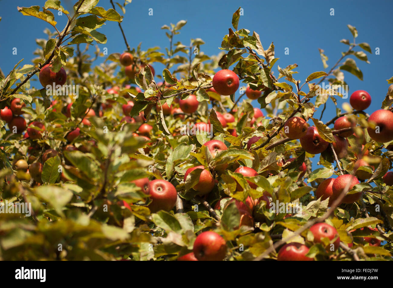 Blue Apples On Tree