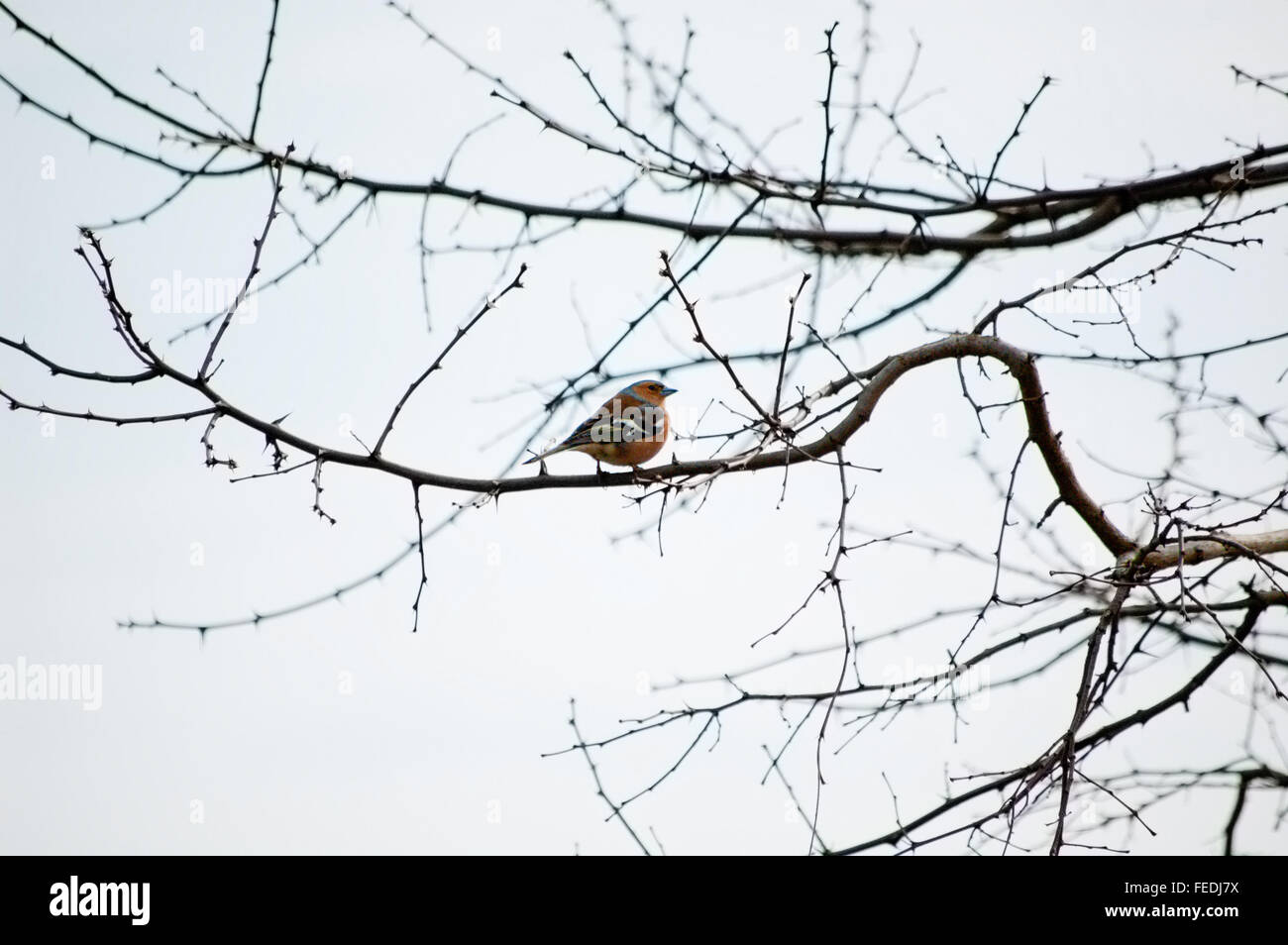 Lone British chaffinch bird on a tree branch Stock Photo - Alamy