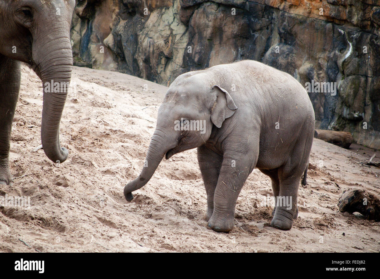 Mother and baby asian elephants in captivity (zoo enclosure Stock Photo ...