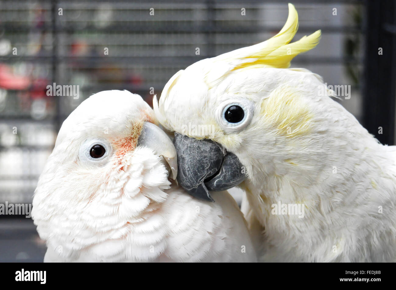 Goffin Cockatoos