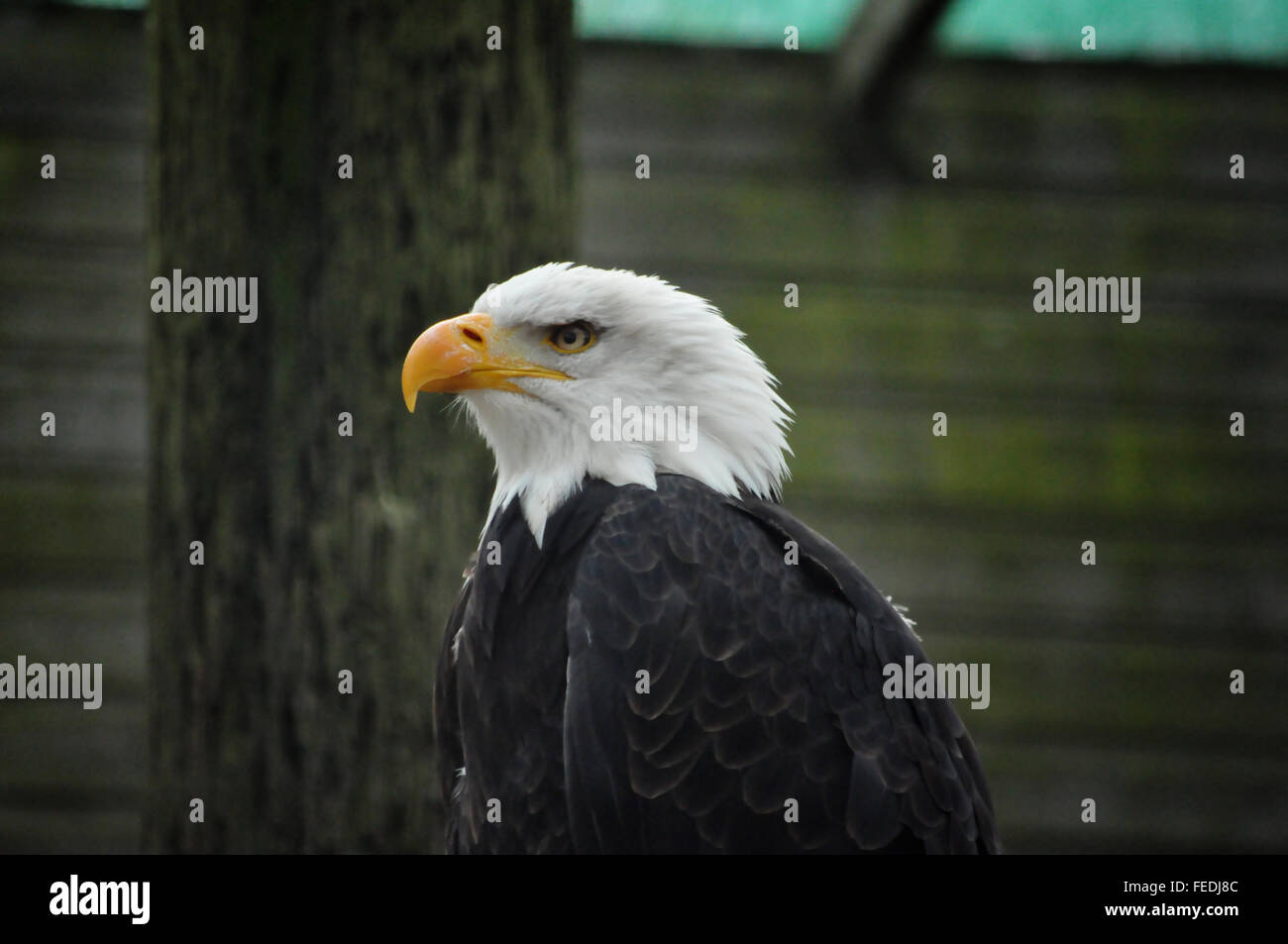 American bald eagle - Bird of prey Stock Photo - Alamy