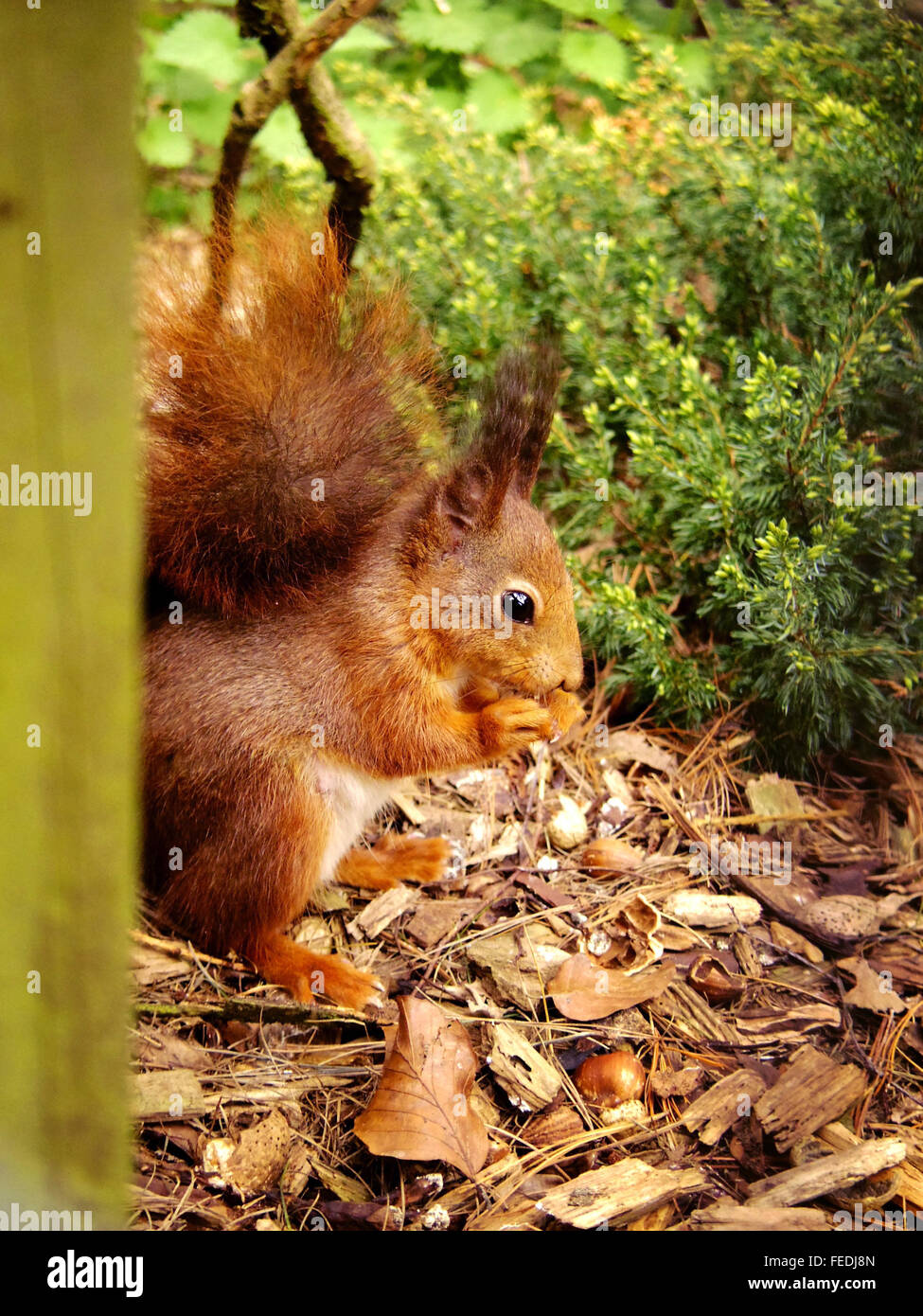 Eurasian red squirrel eating Stock Photo - Alamy