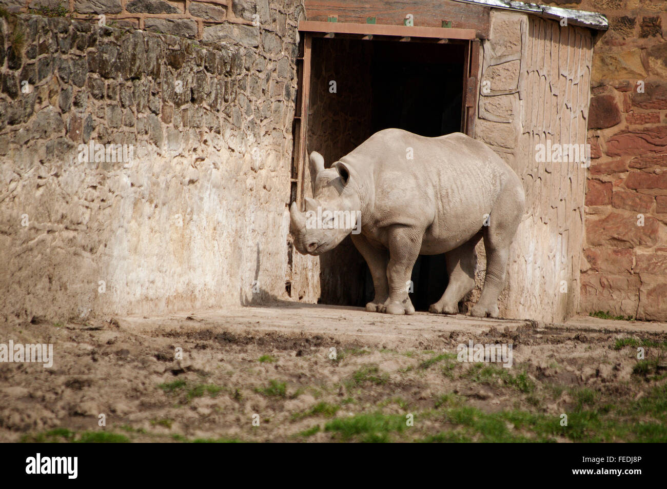 Baby square-lipped white rhino in captivity in a zoo Stock Photo - Alamy