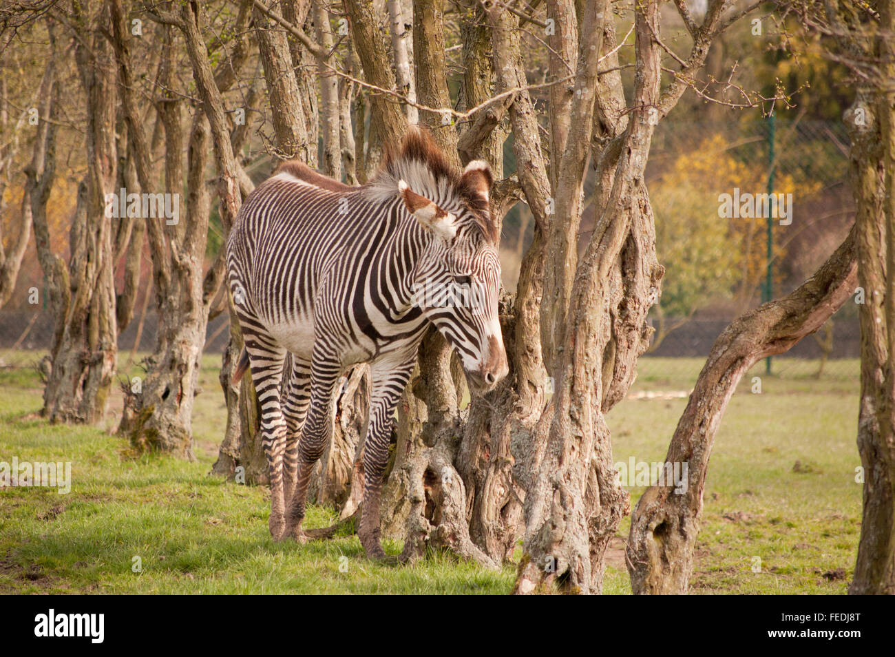 Lone zebra by trees Stock Photo - Alamy