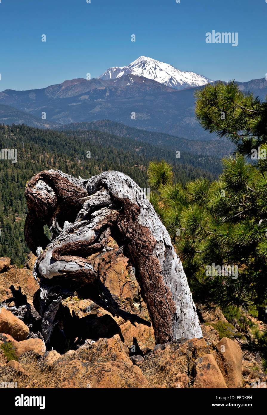 CALIFORNIA - Mount Shasta and an old tree trunk from the Pacific Crest ...