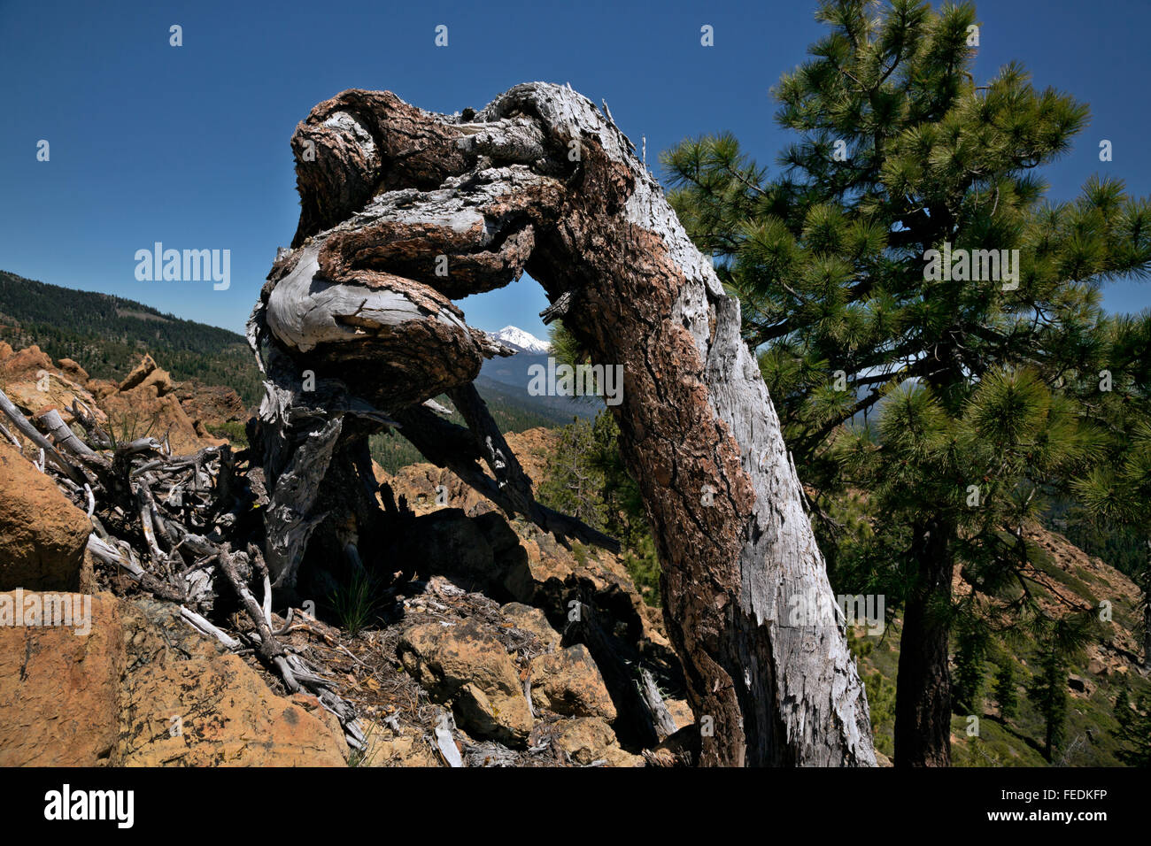 CALIFORNIA - Mount Shasta and an old tree trunk from the Pacific Crest ...