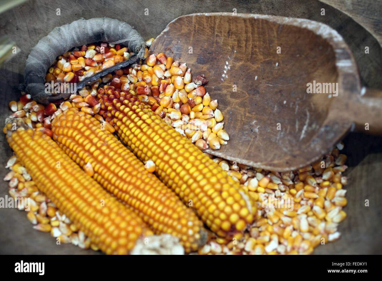 Maize cobs hi-res stock photography and images - Alamy