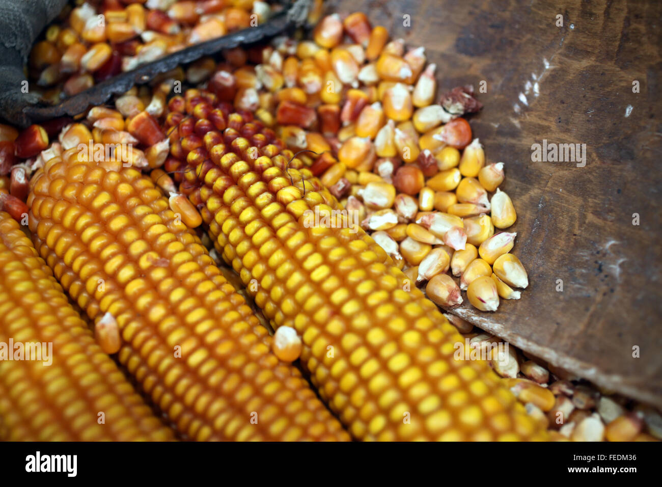 Maize cobs hi-res stock photography and images - Alamy