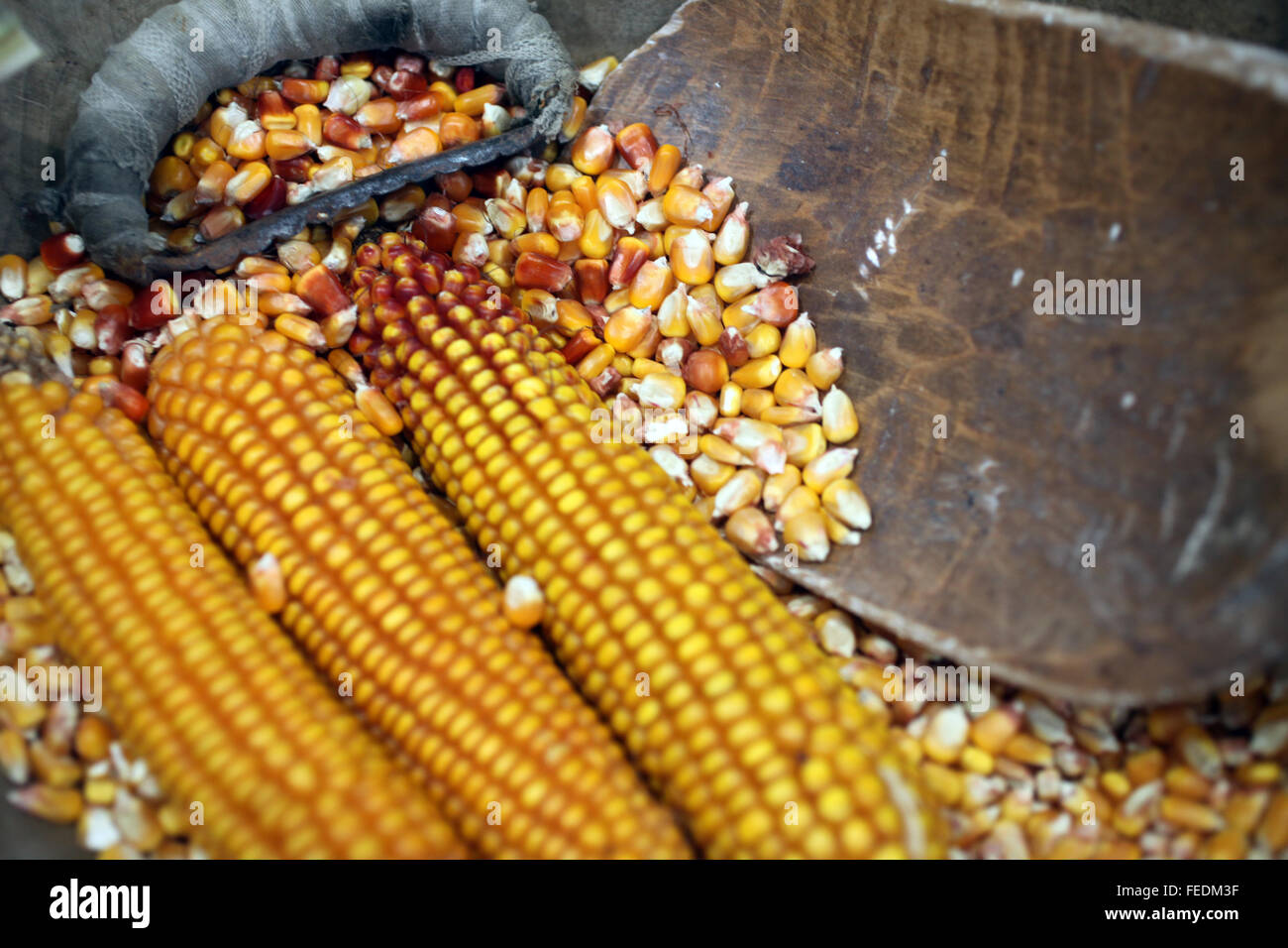 Maize cobs hi-res stock photography and images - Alamy