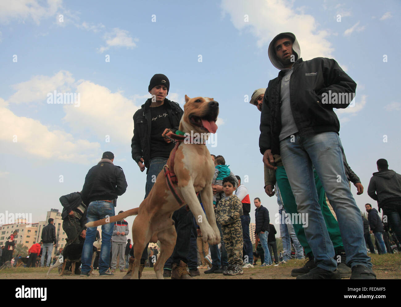 Gaza City, Mideast. 5th February, 2016. Palestinians show their dogs ...