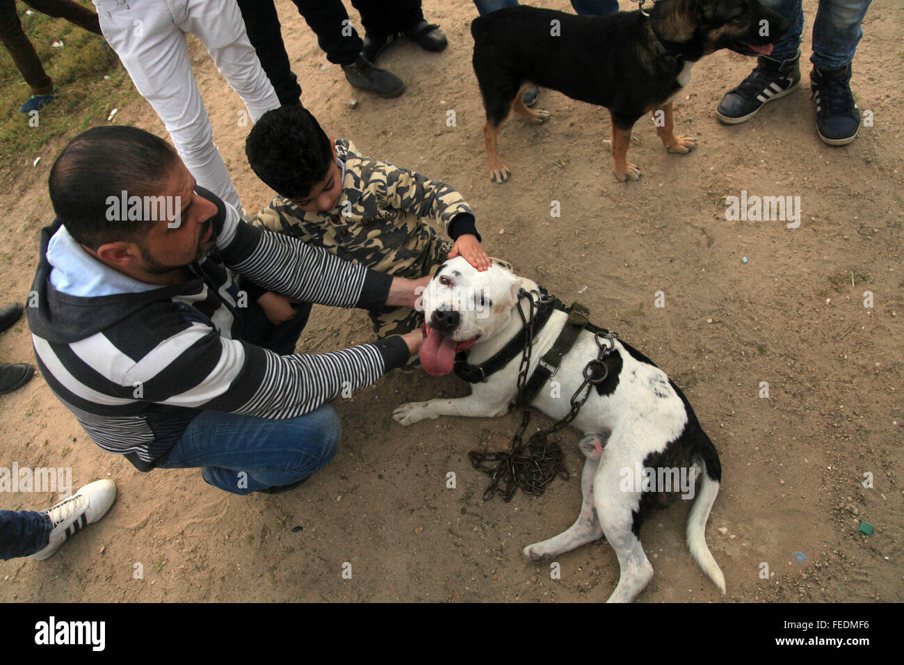 Gaza City, Mideast. 5th February, 2016. Palestinians show their dogs ...