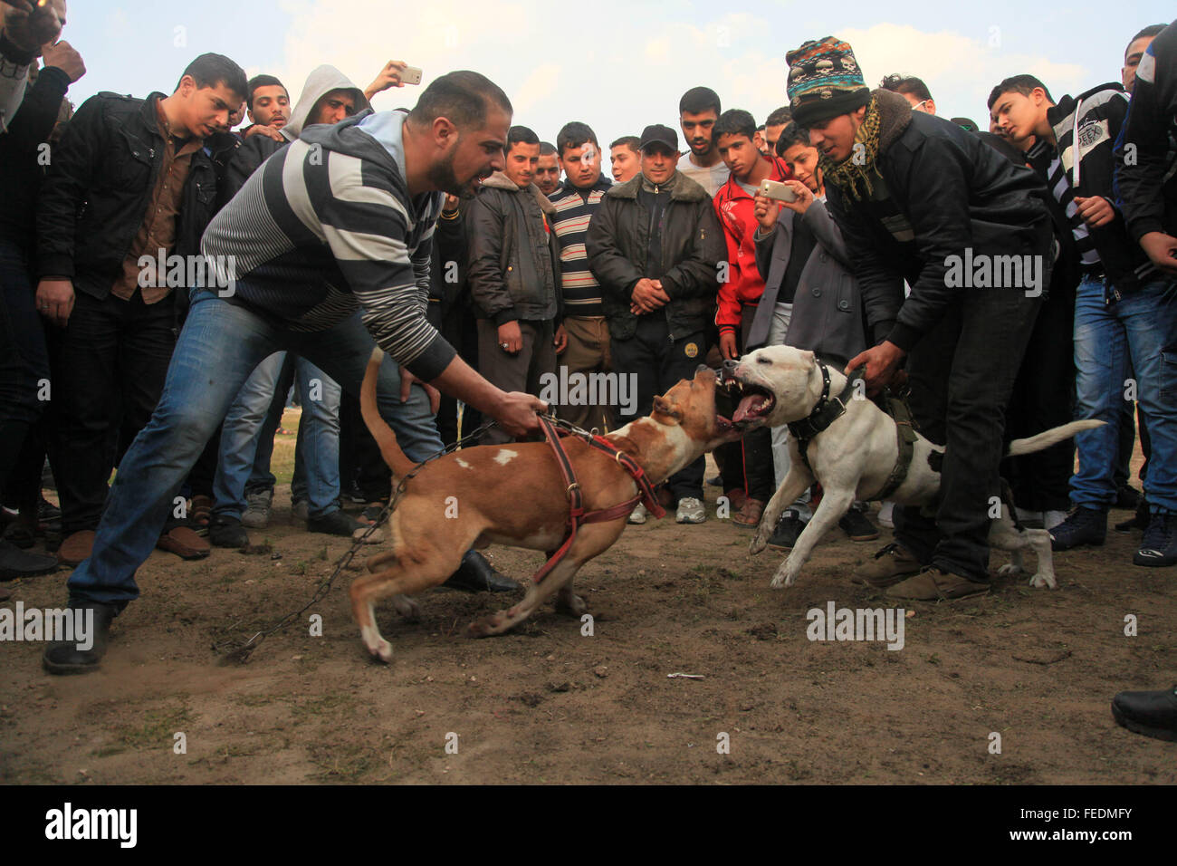 Gaza City, Mideast. 5th February, 2016. Palestinians show their dogs ...