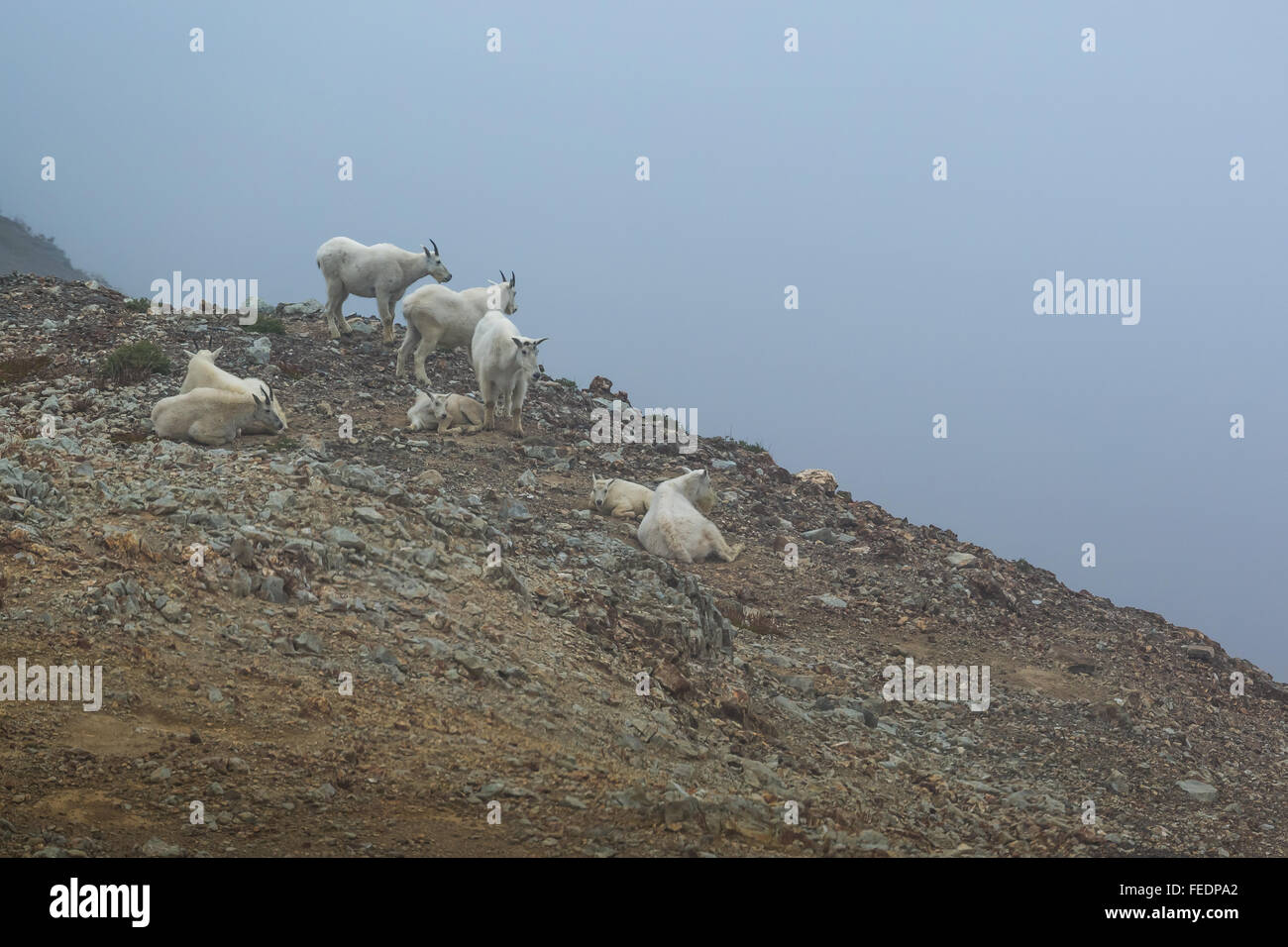 Washington State Mountain Goat Oreamnos High Resolution Stock ...