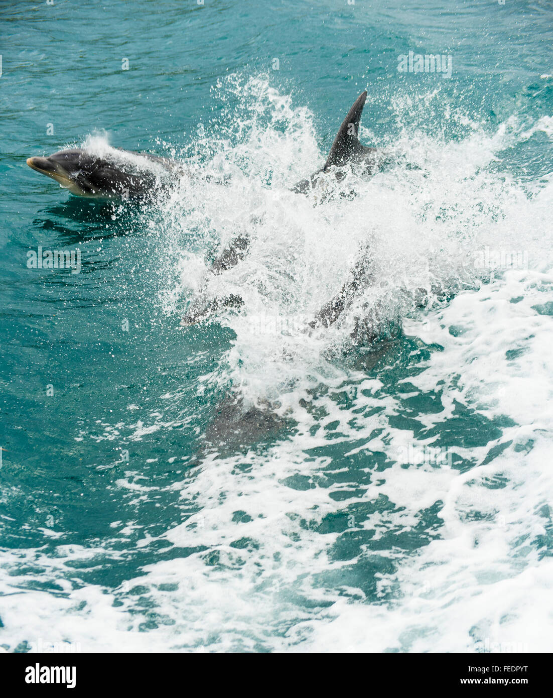 Bottlenose dolphins (Tursiops species) riding bow-wave of a boat in ...