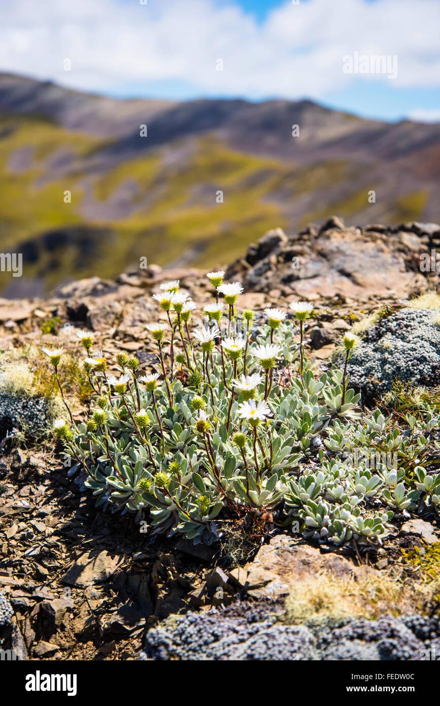 Celmisia species hi-res stock photography and images - Alamy