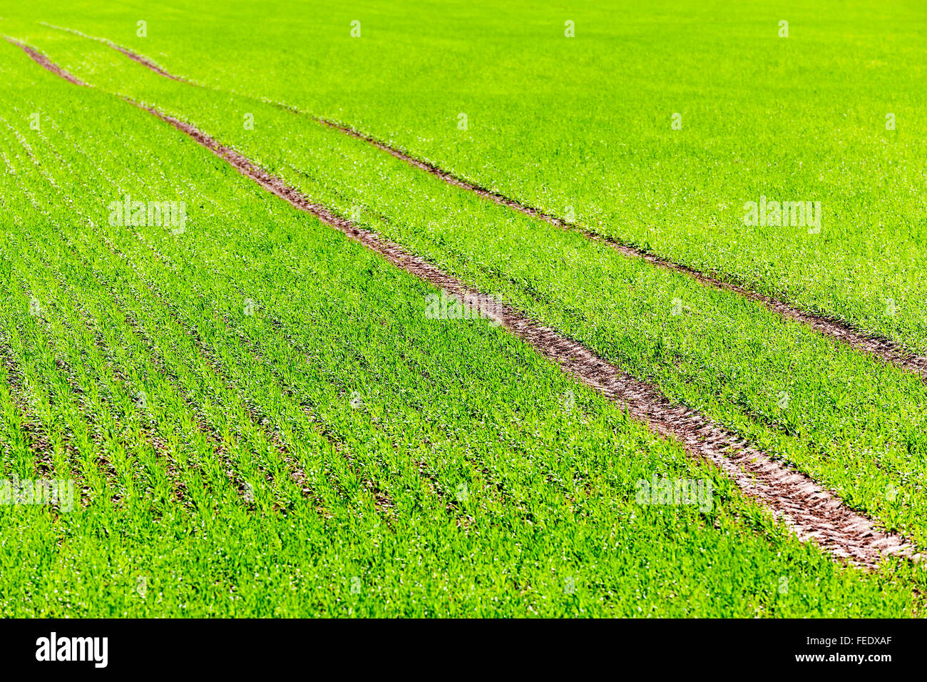 Agriculture. cereals. Spring Stock Photo - Alamy