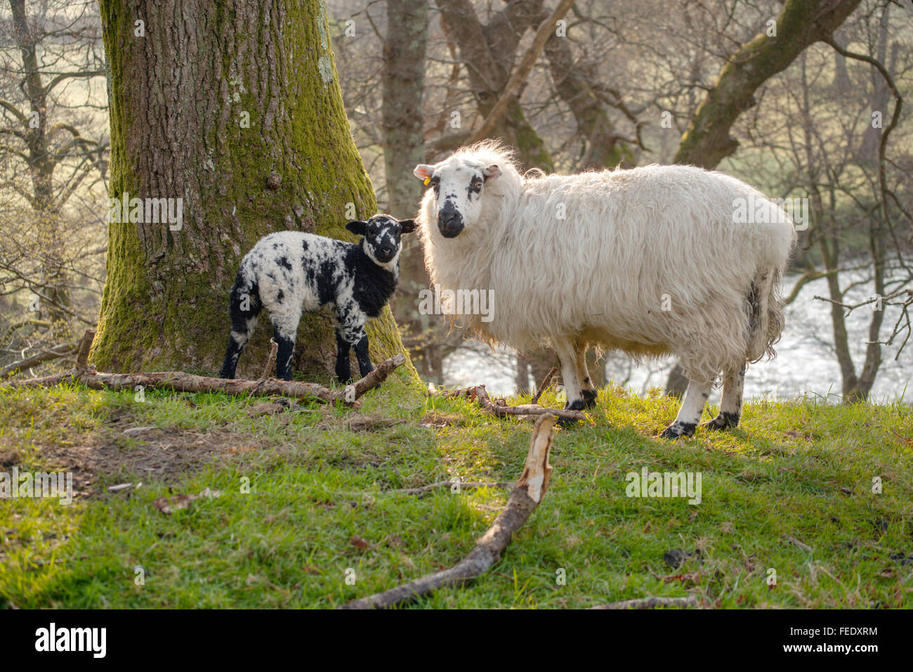 Welsh hill speckled face hi-res stock photography and images - Alamy