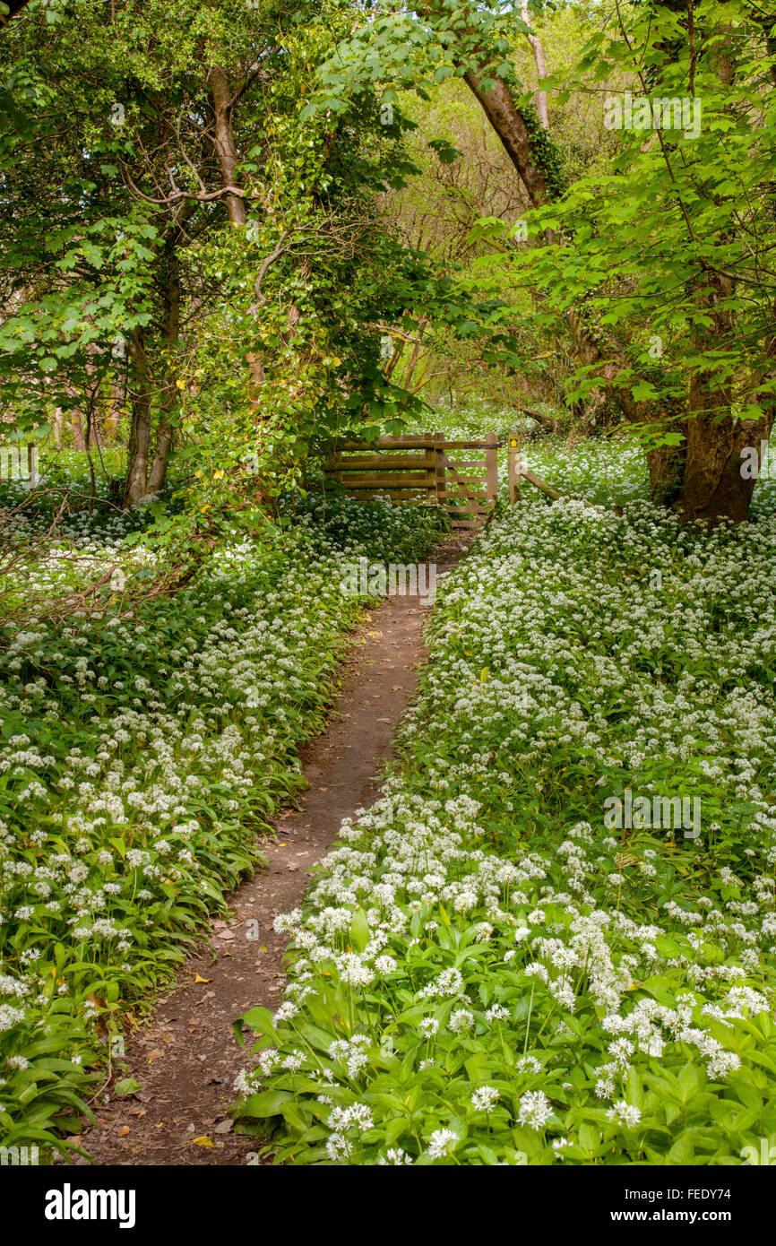 A well worn path through woodland has large banks of garlic scenting ...