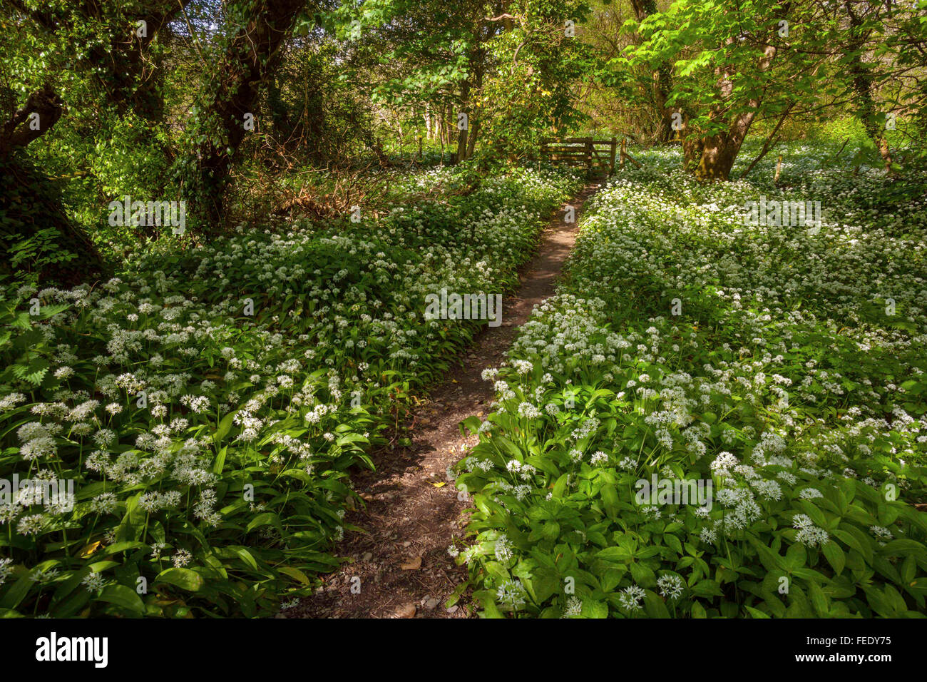A well worn path through woodland has large banks of garlic scenting ...