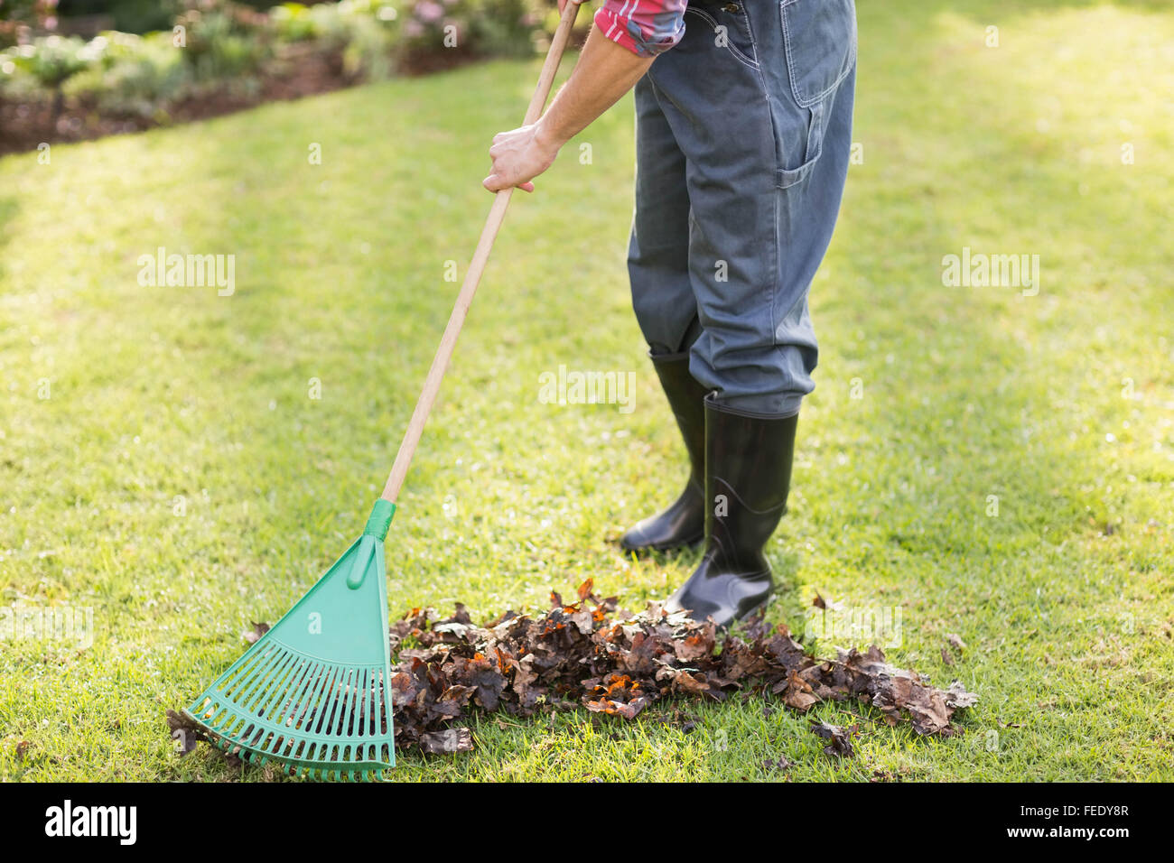 Gardener man raking the leaves Stock Photo - Alamy
