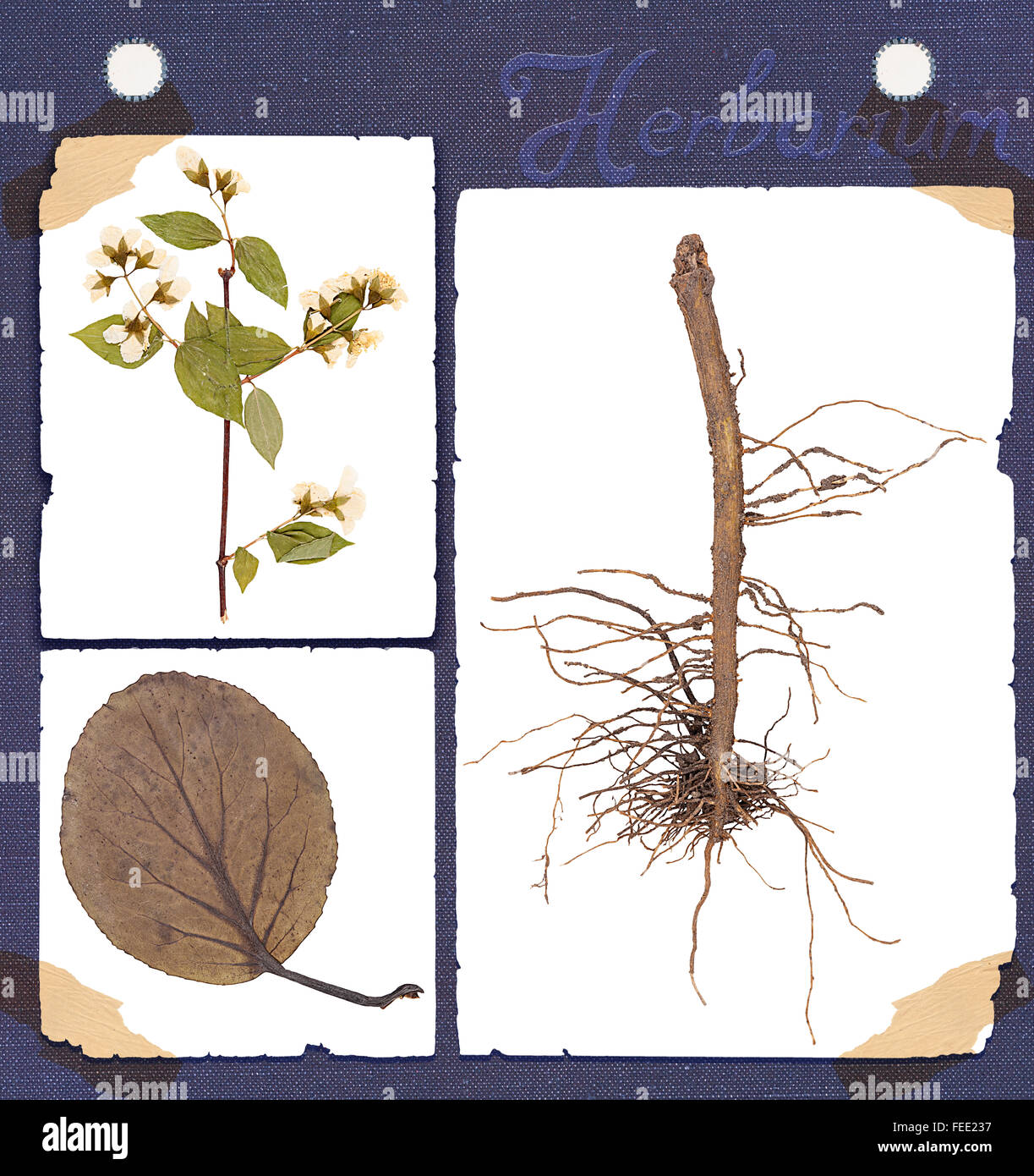 Herbarium set constituent parts of the plant: root, leaf, twig, flower ...
