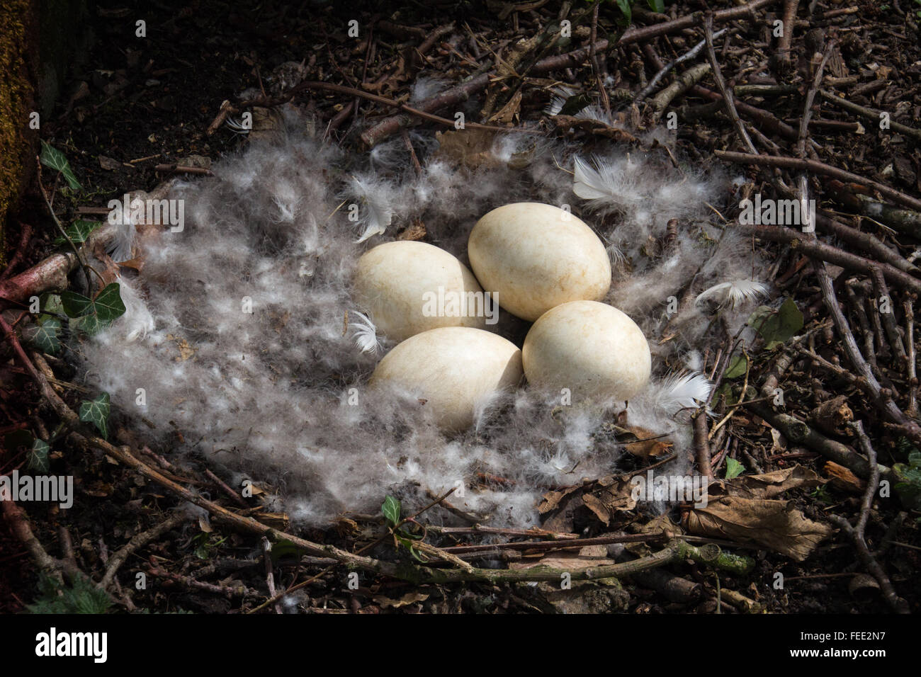 The goose that laid golden eggs hi-res stock photography and images - Alamy