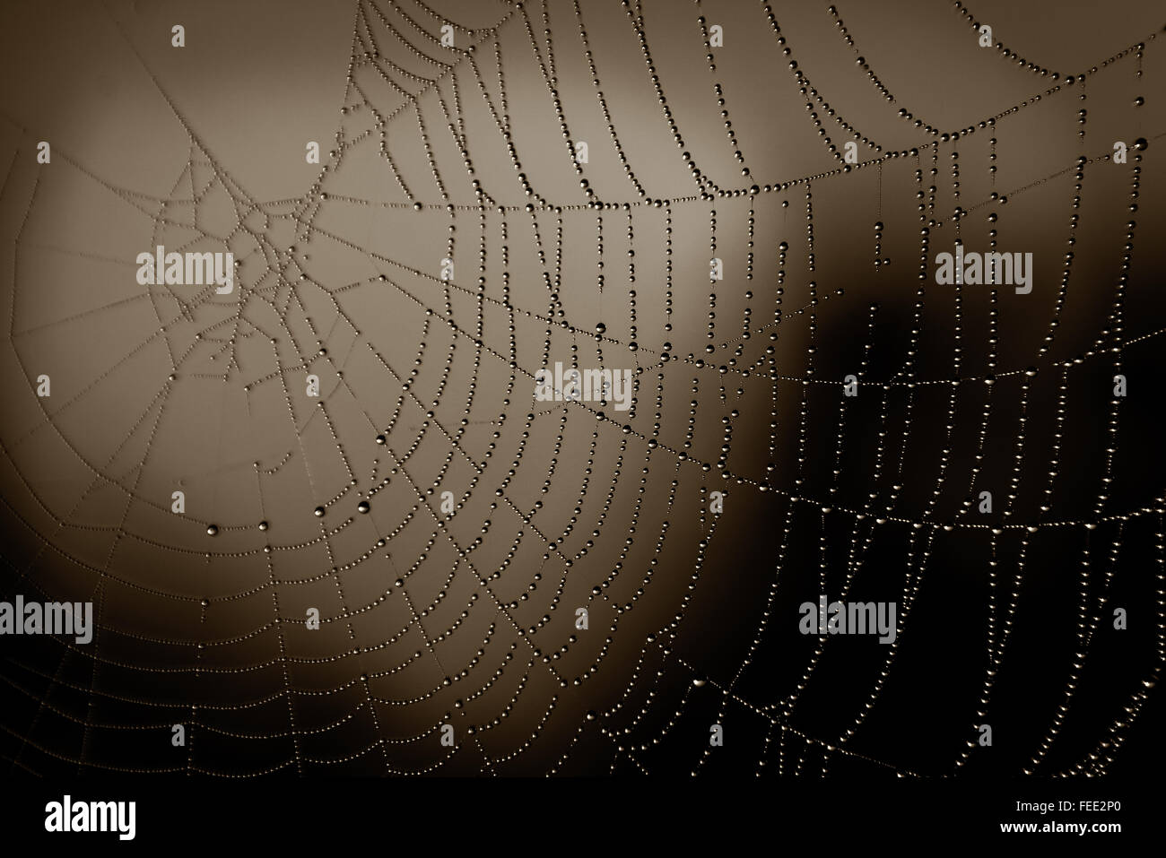 Cobweb covered in the morning dew as the sun is rising Stock Photo - Alamy