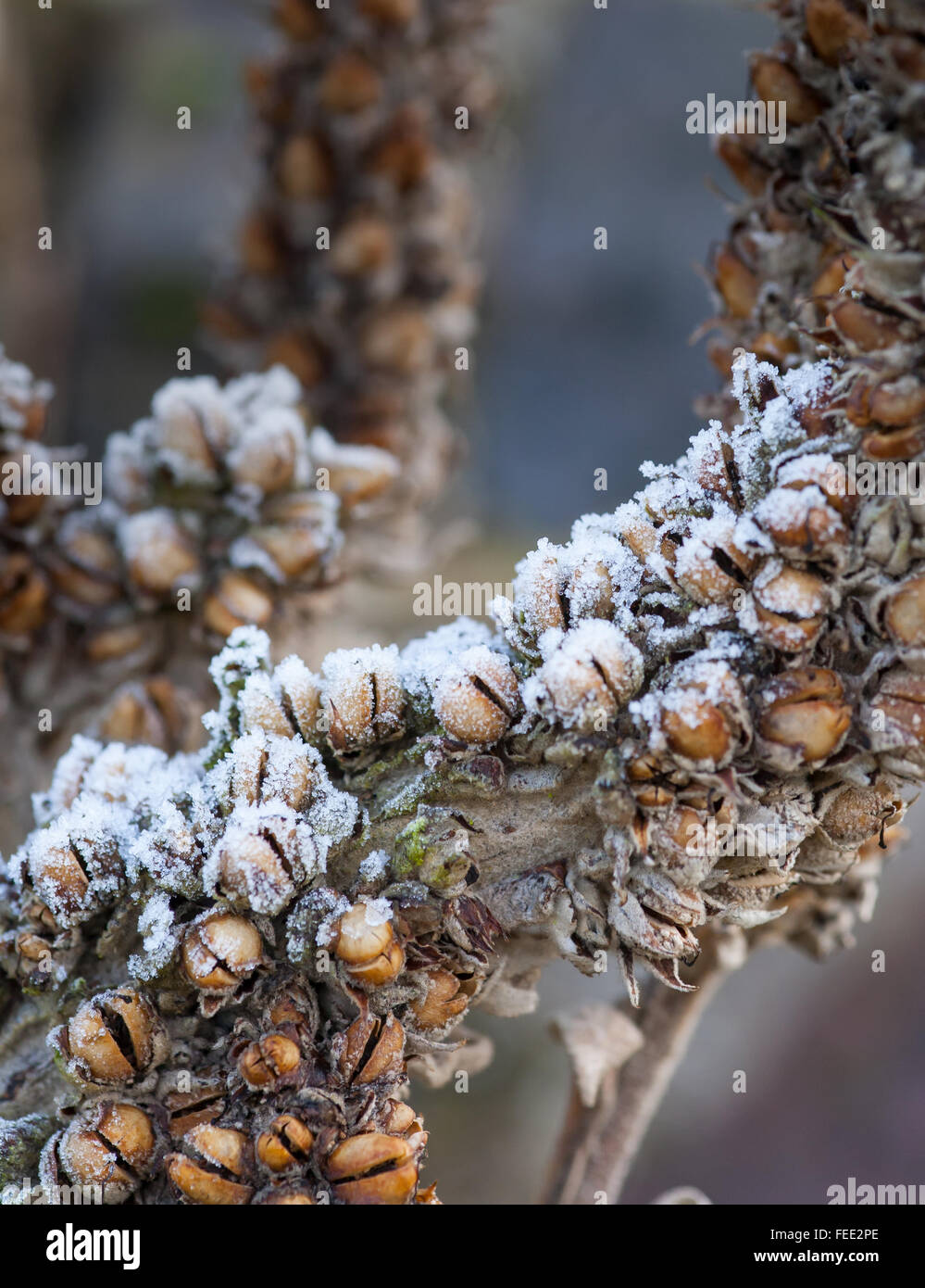 Bell shaped seed heads coated in morning frost Stock Photo - Alamy