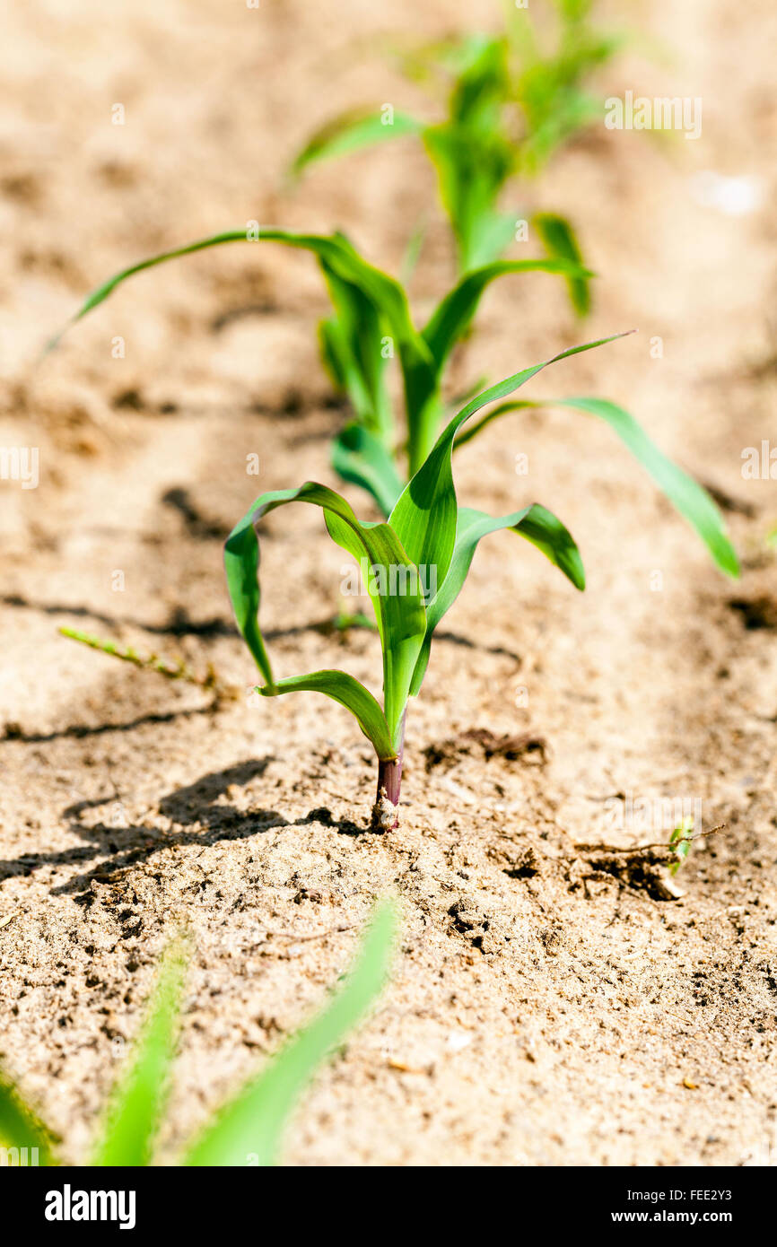 new sprout corn Stock Photo - Alamy