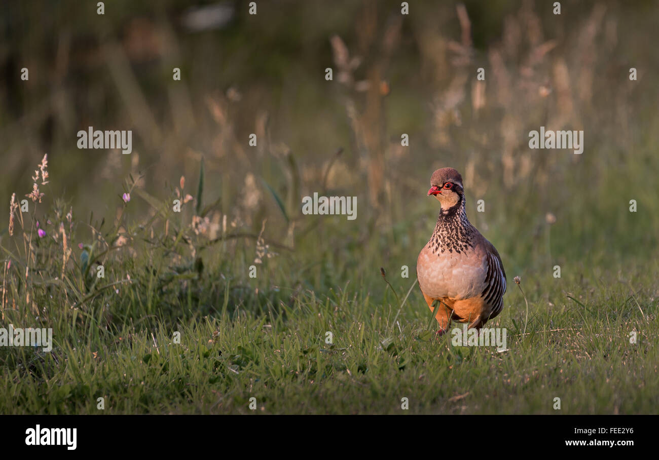Red legged partridge walking hi-res stock photography and images - Alamy