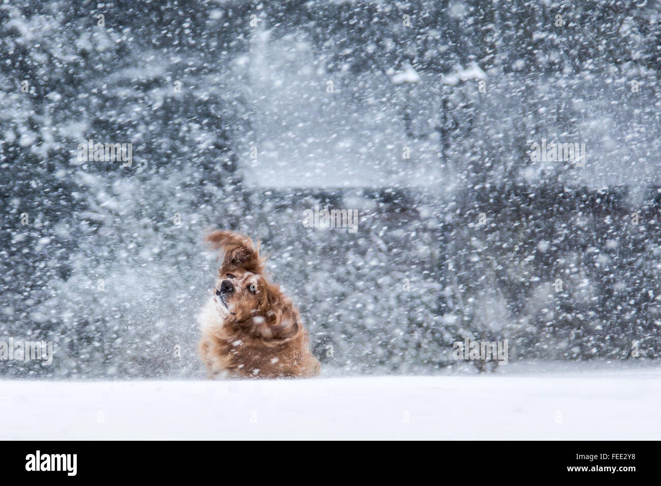 Snow shaker hi-res stock photography and images - Alamy