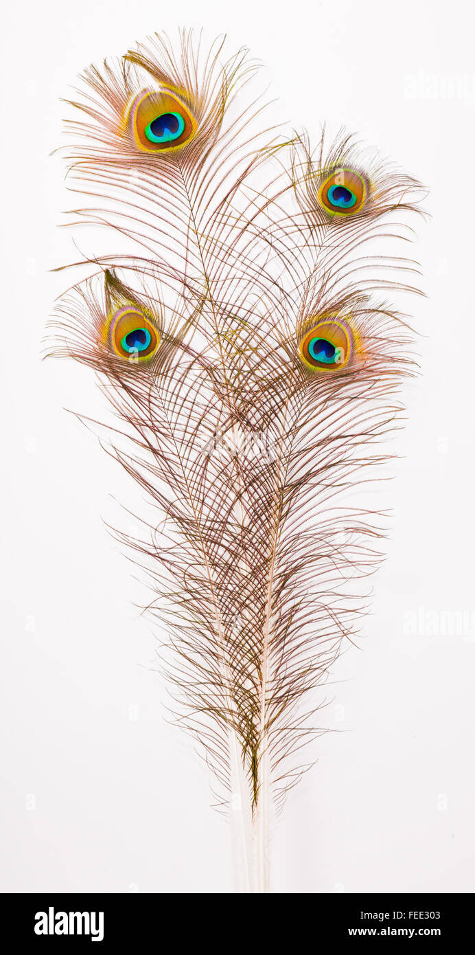 Four Beautiful peacock feathers Stock Photo - Alamy