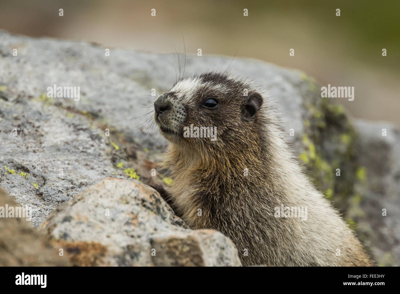 Mt washington treeline hi-res stock photography and images - Alamy