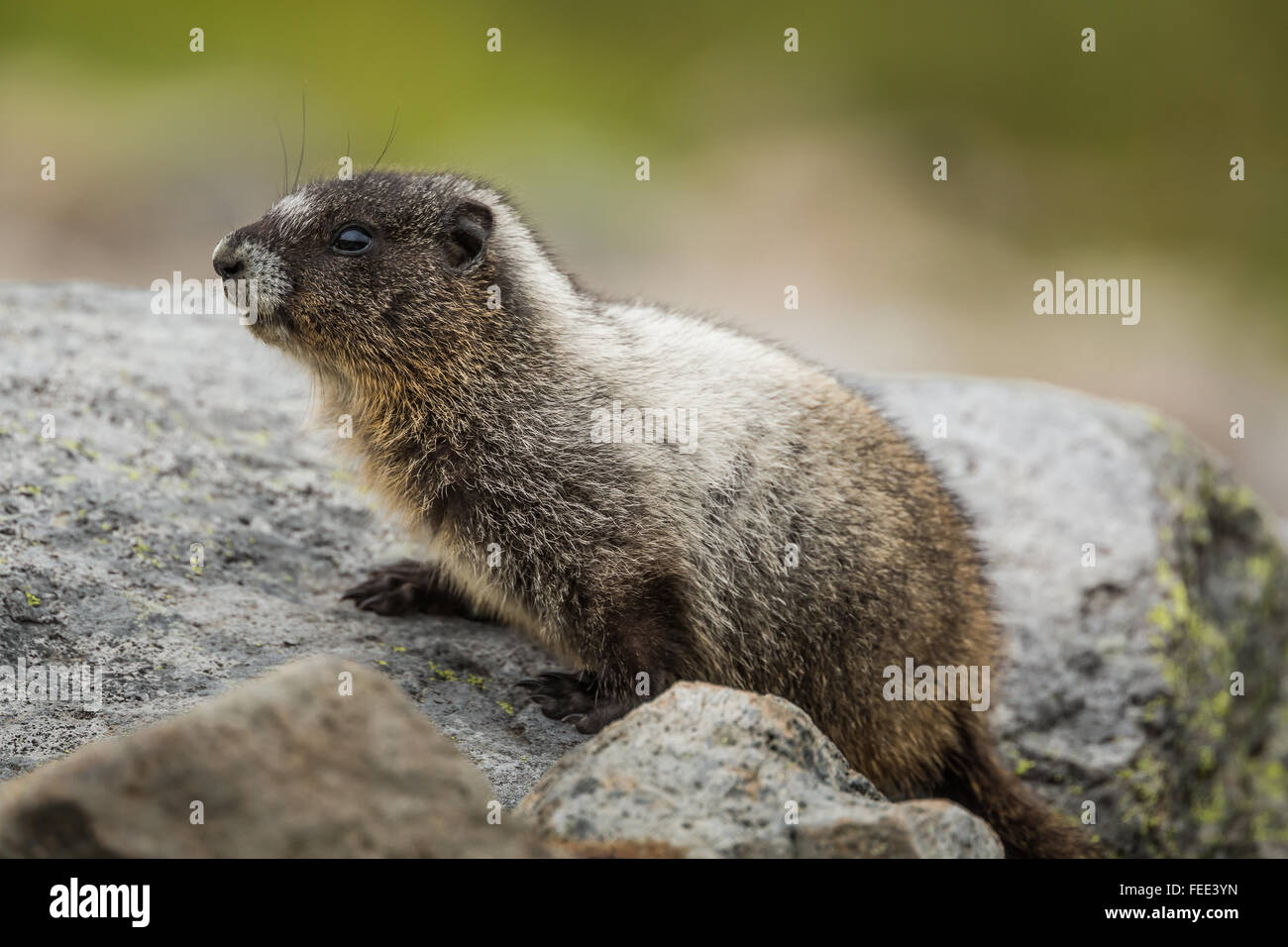 Young Hoary Marmot, Marmota caligata, along Ptarmigan Ridge, Mount ...