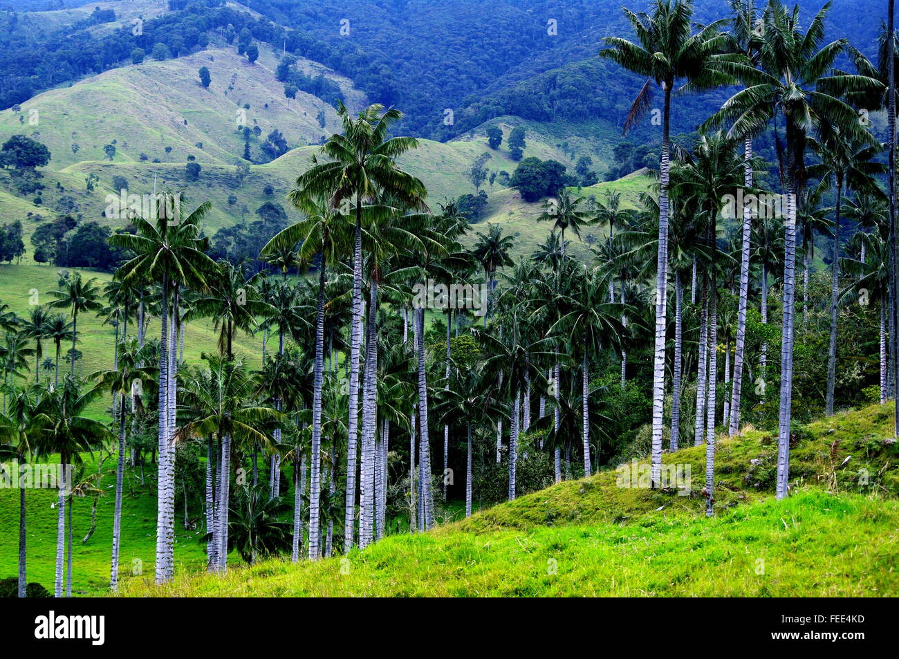 Wax palm trees of Colombia Stock Photo - Alamy