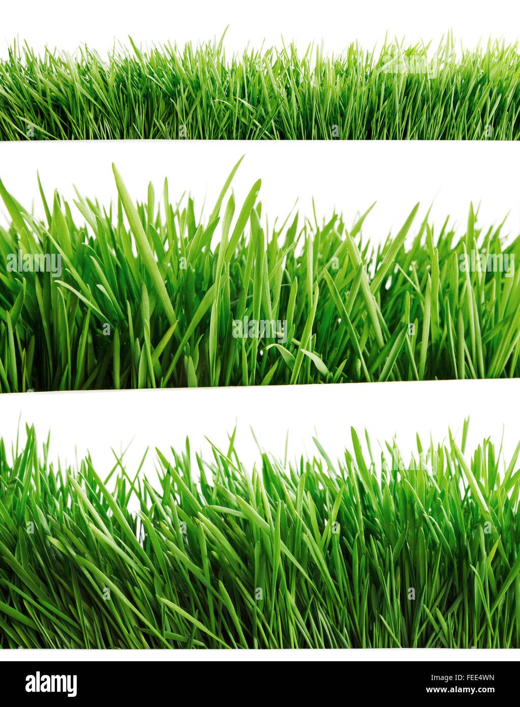 Set of Fresh green grass isolated on white background Stock Photo - Alamy