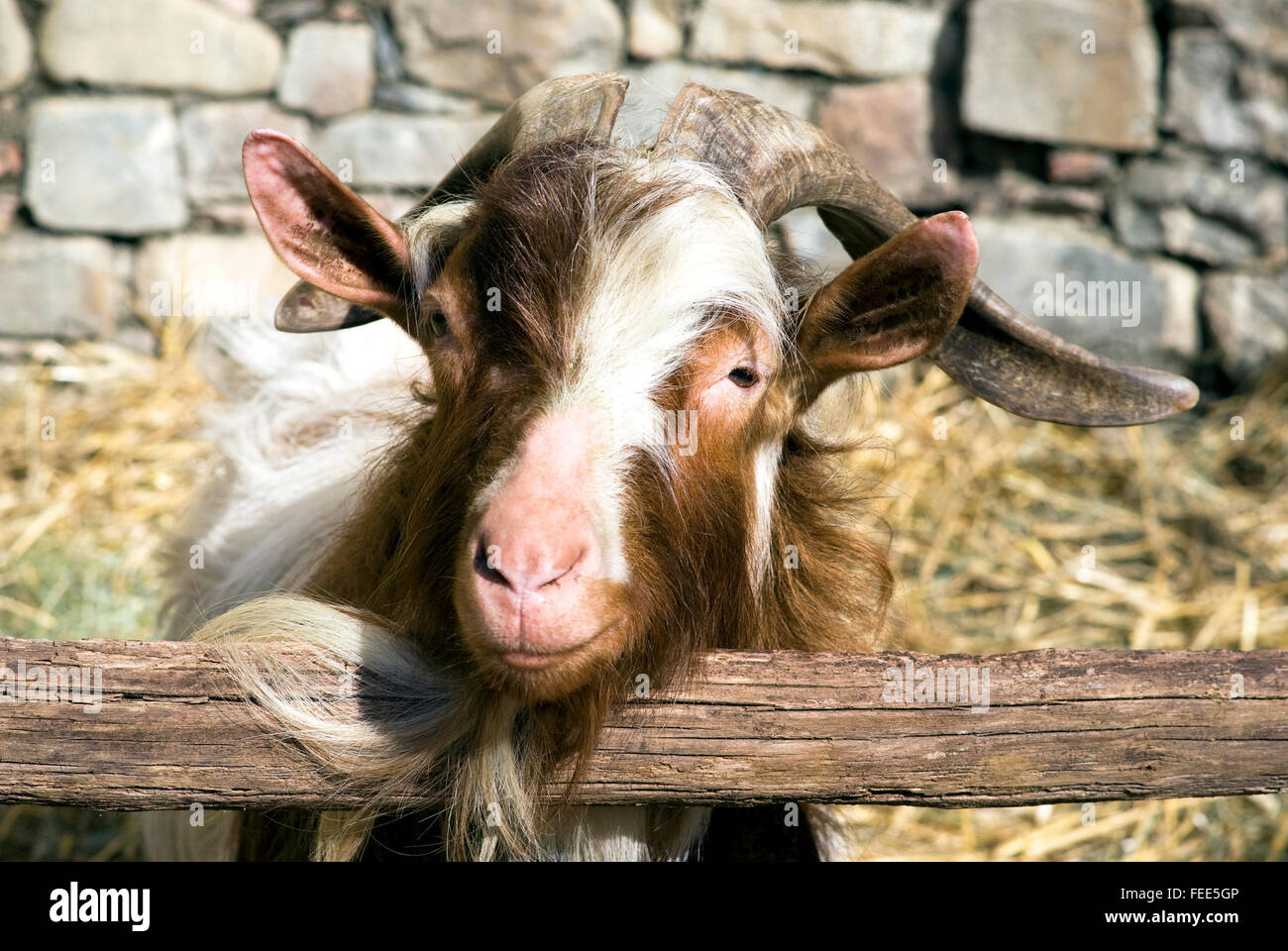 Big billy goat hi-res stock photography and images - Alamy
