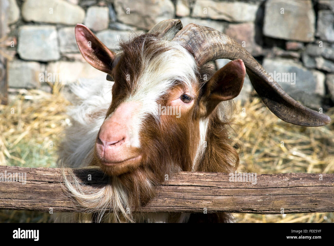 Big billy goat hi-res stock photography and images - Alamy