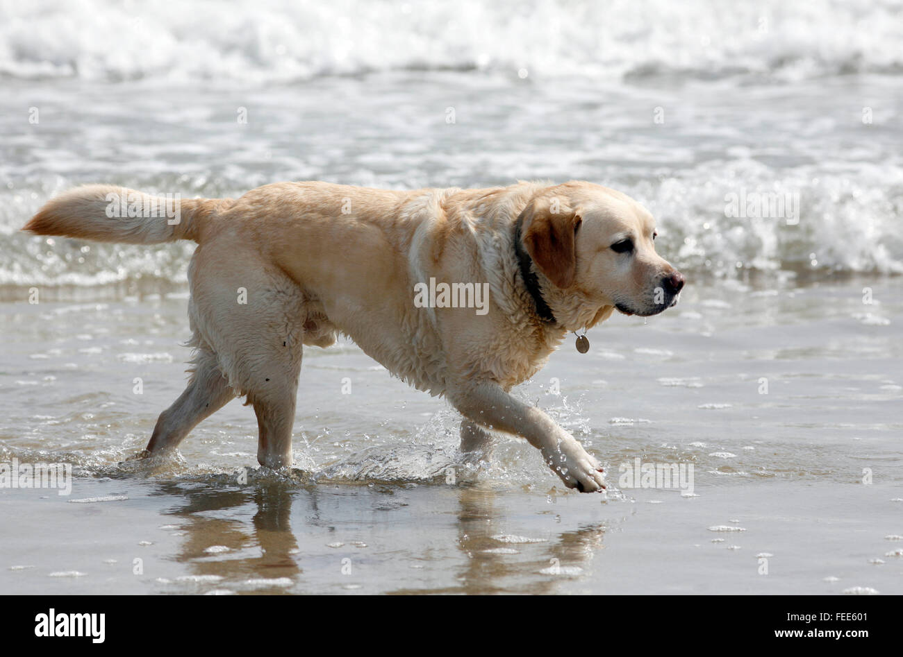 A Labrador Retriever walks out of the sea on Towan Beach, near ...