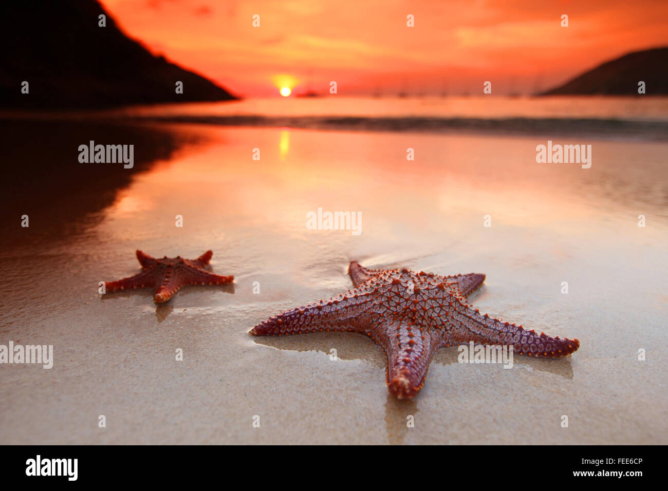 Starfish on the beach and beautiful sunset over the sea background ...