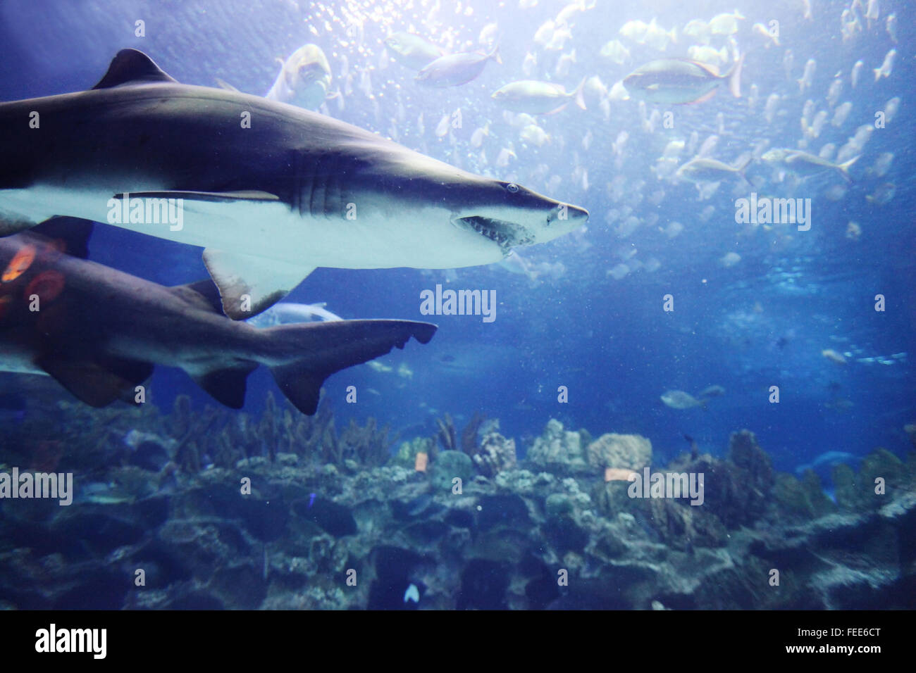 Shark and tropical fish underwater in natural aquarium Stock Photo - Alamy