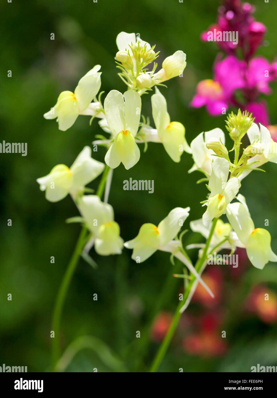 The yellow flowers of Common Toadflax (Linaria vulgaris) or yellow ...