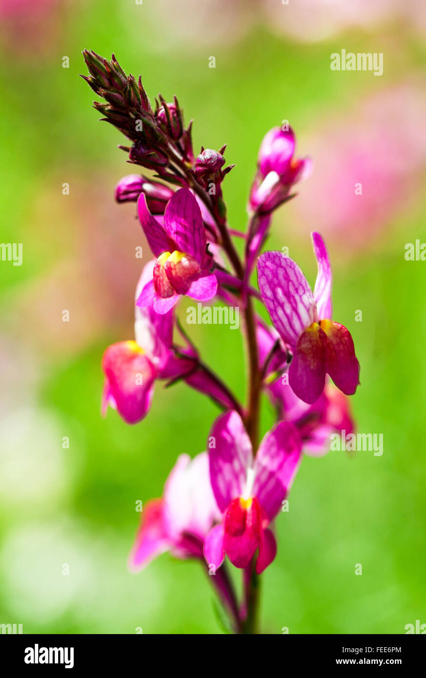 The pink and purple flowers of Annual Toadflax (Linaria maroccana Stock ...