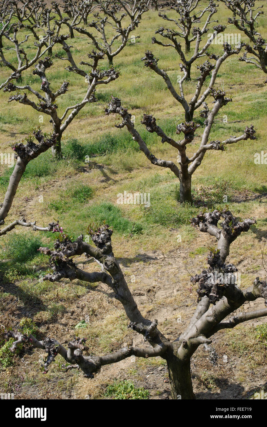 Peach trees grove hi-res stock photography and images - Alamy